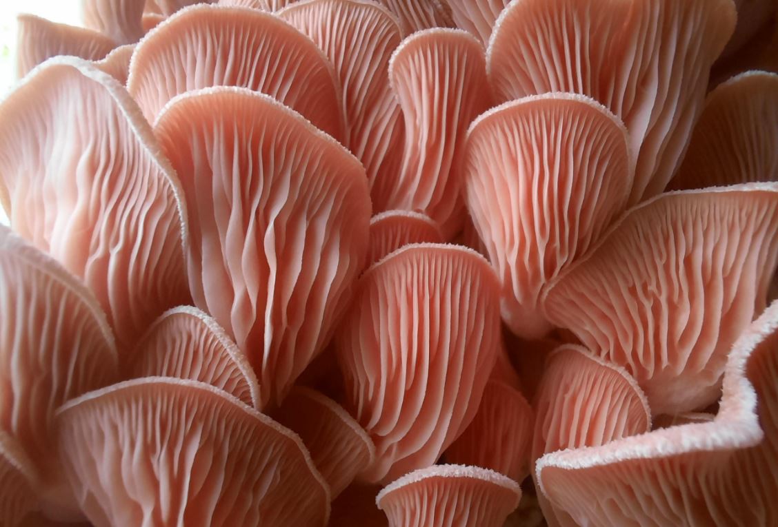 Pink Oyster (Pleurotus djamor): The Glowing Gourmet Powerhouse Mushroo ...